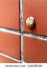1,226 Clam shell wall Images, Stock Photos & Vectors | Shutterstock