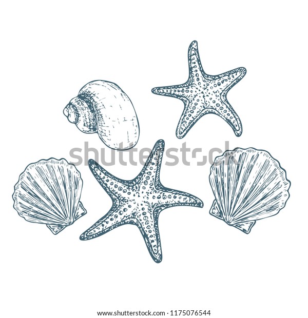 Shells Starfish On White Background Cartoon Stock Illustration ...