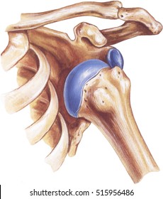 Shoulder Bones Dislocated Stock Illustration 515956486 | Shutterstock