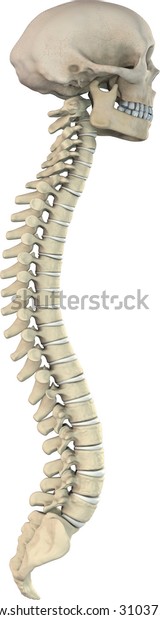 Side View 3d Skull Spine Stock Illustration 31037524
