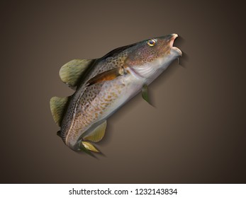 45 Murray cod Images, Stock Photos & Vectors | Shutterstock