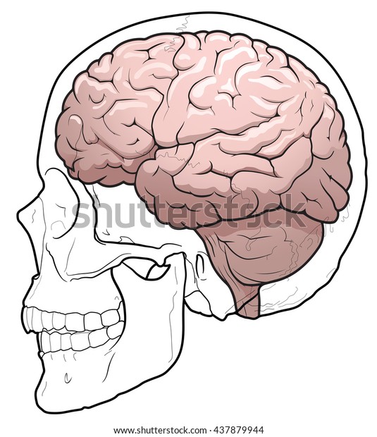 Side View Illustration Human Brain Skull Stock Illustration 437879944 ...