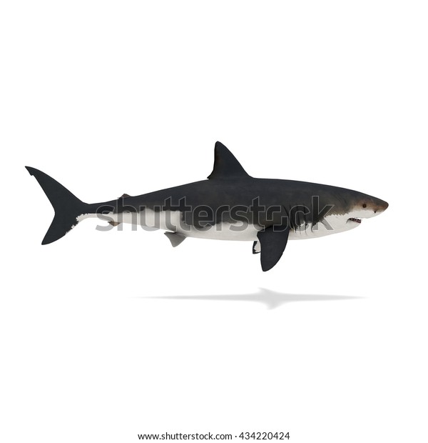 Side View Shark Isolated On White Stock Illustration 434220424