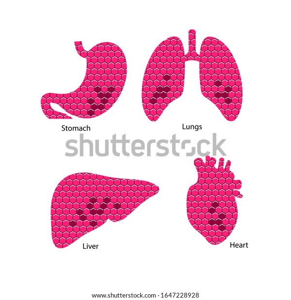 Silhouettes Human Internal Organs Texture Stock Illustration 1647228928 ...