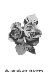 Silver Rose Stock Illustration 585049627 Shutterstock