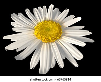 Single Daisy Closeup Isolated Stock Illustration 68765914 | Shutterstock