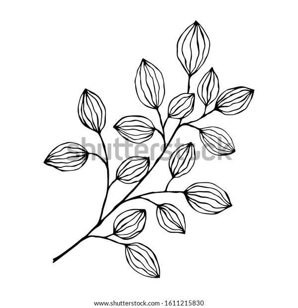 Single Hand Drawn Leaf Branches Summer Stock Illustration 1611215830