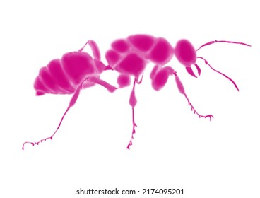 Single Pink Ant That Does Not Stock Illustration 2174095201 | Shutterstock