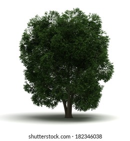 Single Tree Stock Illustration 182346038 | Shutterstock