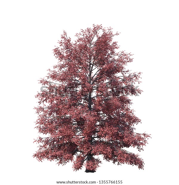 Single Tree Isolated On White Background Stock Illustration 1355766155 ...