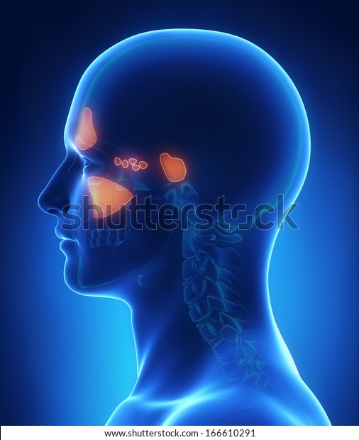 Ilustración de stock sobre Anatomía sinusal 166610291