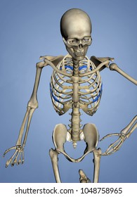 Sixth Rib Rib Cage 3d Model Stock Illustration 1048758965 | Shutterstock