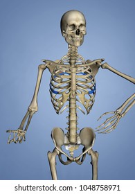 Sixth Rib Rib Cage 3d Model Stock Illustration 1048758971 | Shutterstock