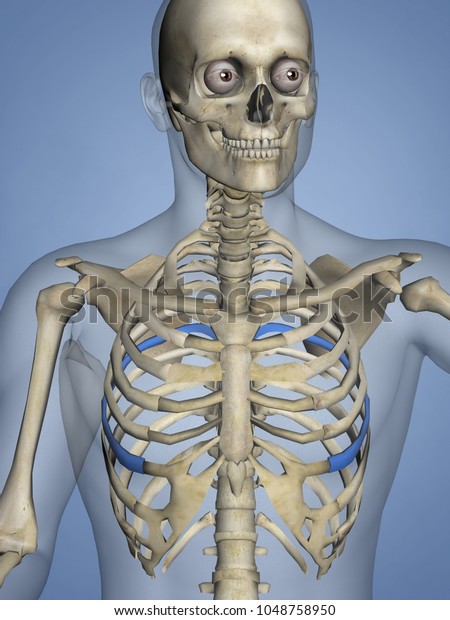 Sixth Rib Rib Cage 3d Model Stock Illustration 1048758950 | Shutterstock