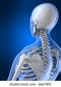 Female Skeletal Back Stock Illustration 11169295 | Shutterstock