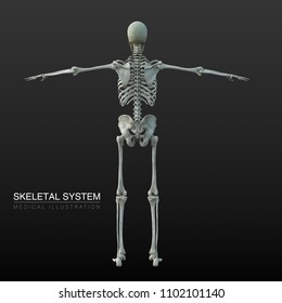 Skeletal System Back View Human Skeleton 스톡 일러스트 1102101140 | Shutterstock