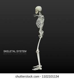 Skeletal System Side View Human Skeleton: стоковая иллюстрация ...