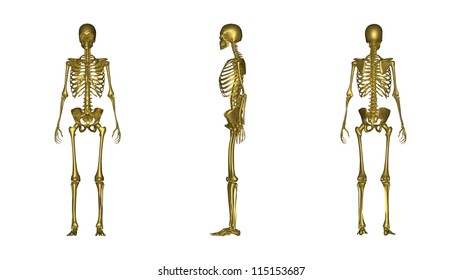 Skeleton Stock Illustration 115153687 | Shutterstock
