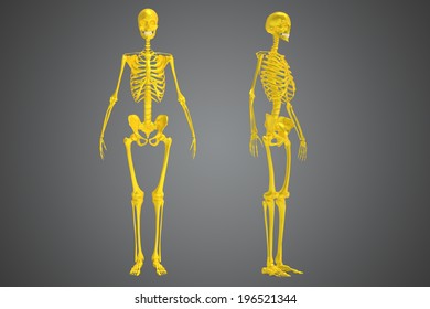 Vektor Stok Anatomy Poster Skeleton Doctors (Tanpa Royalti) 1215155842 ...