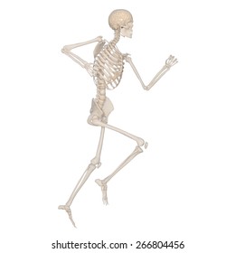 Skeleton Stock Illustration 266804456 | Shutterstock