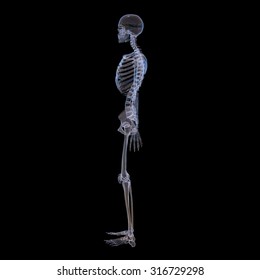 Human Body Skeleton Body Structure Wire 스톡 일러스트 231488029 | Shutterstock