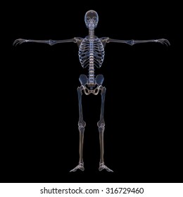 Skeletal System 3d Human Skeleton Medical 스톡 일러스트 1102101137 | Shutterstock