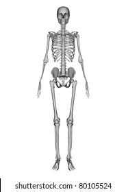 Anatomical Model Human Skeleton On Stand Stock Photo 386481691 ...