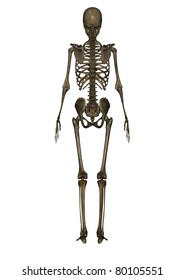 Vektor Stok Human Skeleton Standing Upright Vintage Line (Tanpa Royalti ...
