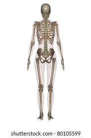 Skeleton Stock Illustration 77832115 | Shutterstock