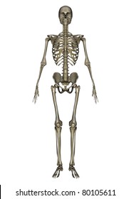 Skeleton 3d Render Stock Illustration 72251185 | Shutterstock