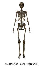 Human Skeleton Fighting Pose Halloween Party: เวกเตอร์สต็อก (ปลอดค่า ...
