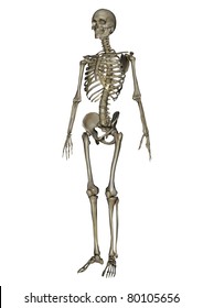 Human Skeleton Outline Illustration Isolated On Stock Vector (Royalty ...