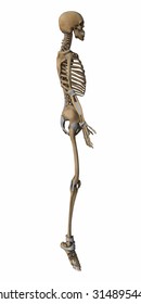 Skeleton Anatomy Map 스톡 일러스트 314895446 | Shutterstock