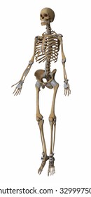 Skeleton Anatomy Map Stock Illustration 329997503 | Shutterstock