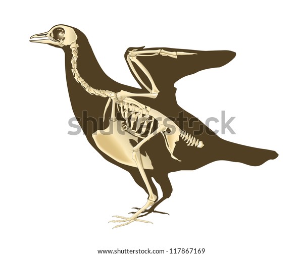Skeleton Bird Section Bones Radiography Stock Illustration 117867169