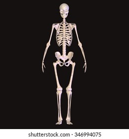 Anatomy Human Skeleton Expanded Form Vector Stock Vector (Royalty Free ...