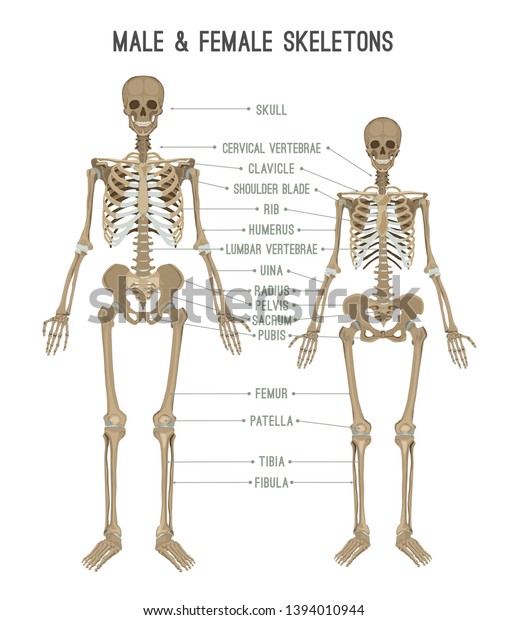 Skeleton Differences Poster Male Comparison Female Stock Illustration ...