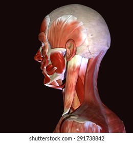 Skeleton Face Muscles 스톡 일러스트 291738842 | Shutterstock