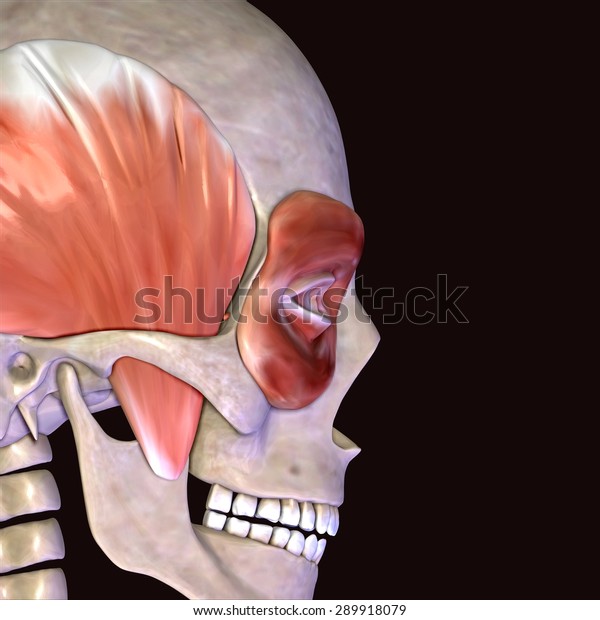 Skeleton Face Muscles Stock Illustration 289918079 | Shutterstock