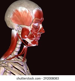 Skeleton Face Muscles 스톡 일러스트 291738950 | Shutterstock