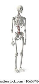 Skeleton Full Standing Stock Illustration 106574840 | Shutterstock