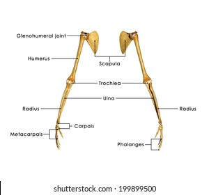 Skeleton Hands Labelled Stock Illustration 199899500 | Shutterstock