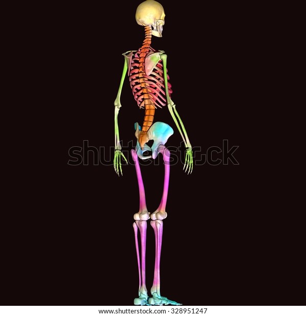 Skeleton Head Pain Stock Illustration 328951247 | Shutterstock