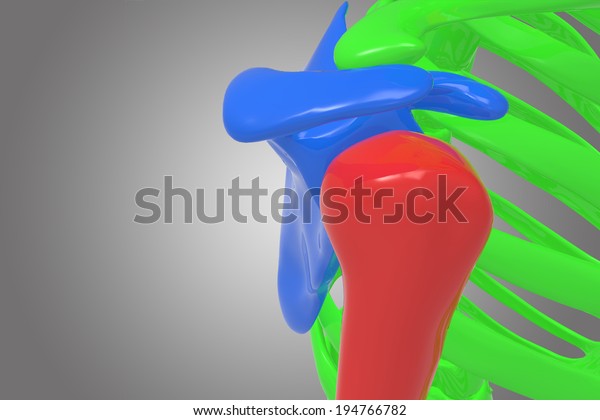 「Skeleton Highlights Scapula Upper Limb Side」のイラスト素材 194766782 ...