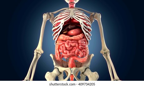 Skeleton Internal Organs 3d Rendering Stock Illustration 409734205 ...