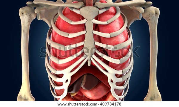 Skeleton Internal Organs 3d Rendering Stock Illustration 409734178 ...
