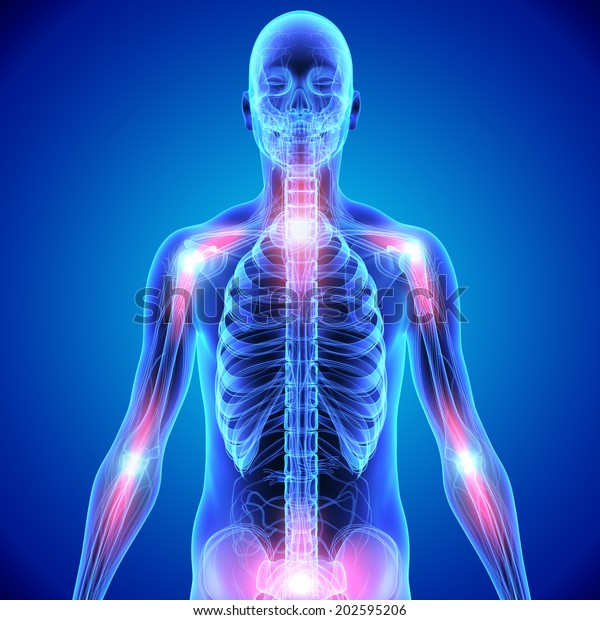 Skeleton Joints Stock Illustration 202595206 | Shutterstock