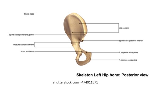 246 Sacrum Posterior View Images, Stock Photos & Vectors | Shutterstock