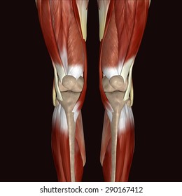 2,356 Female skeletal system Images, Stock Photos & Vectors | Shutterstock