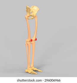 Skeleton Legs Stock Illustration 296006966 | Shutterstock
